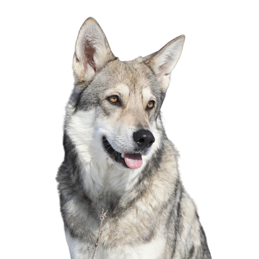 Cachorro Soldados Lobisomem