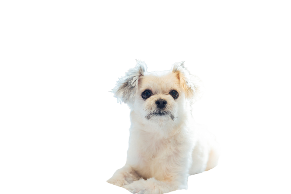 Shiranian: Carácter y Actitud - Fotos de Razas de Perros - dogbible