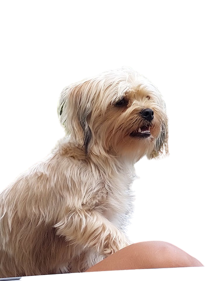 Shorkie Tzu: Carácter y Actitud - Fotos de Razas de Perros - dogbible