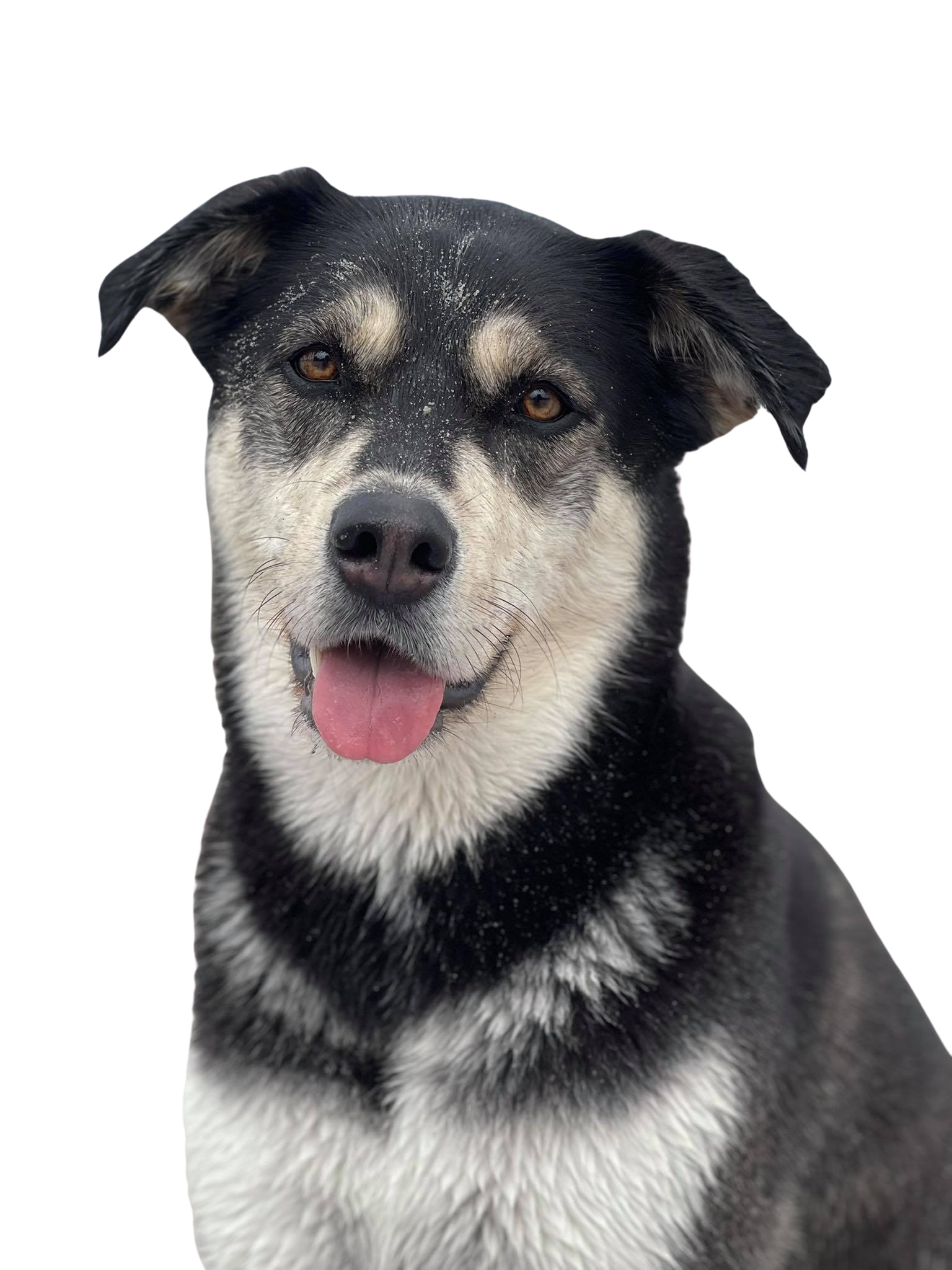 Labsky: Carácter y Actitud - Fotos de Razas de Perros - dogbible