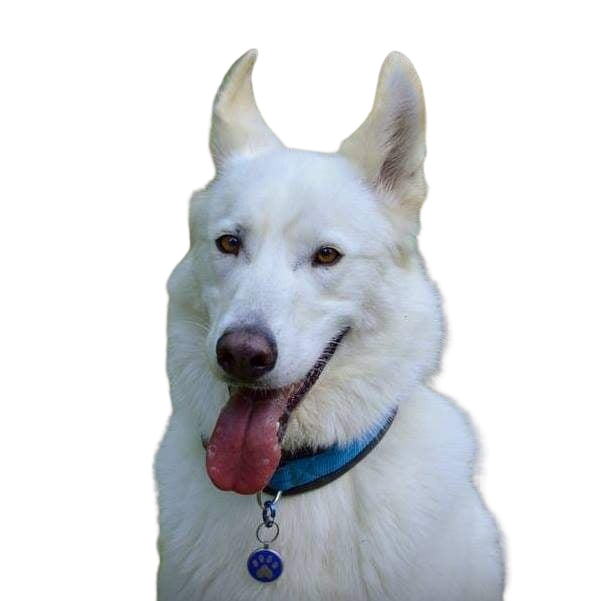 Pastor suizo Husky: Carácter y Actitud - Fotos de Razas de Perros ...