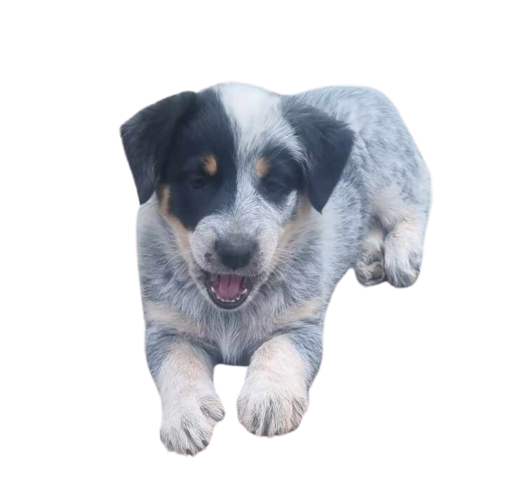 Texas Heeler: Carácter y Actitud - Fotos de Razas de Perros - dogbible