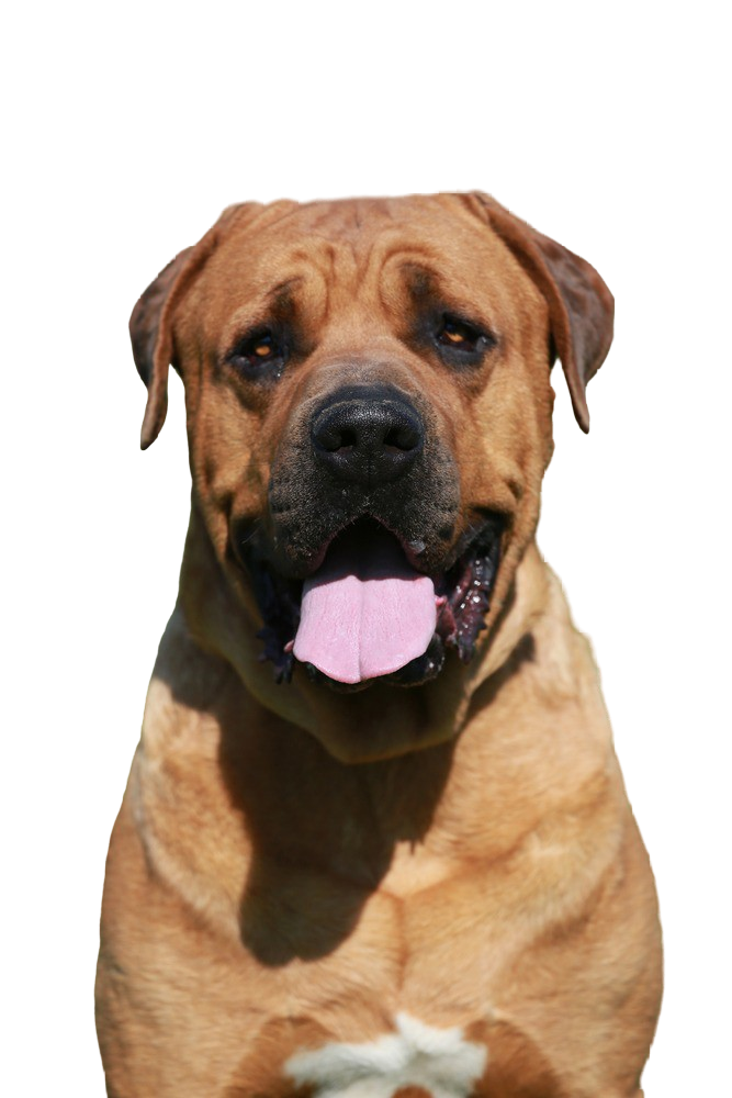 Tosa inu: Carácter y Actitud - Fotos de Razas de Perros - dogbible