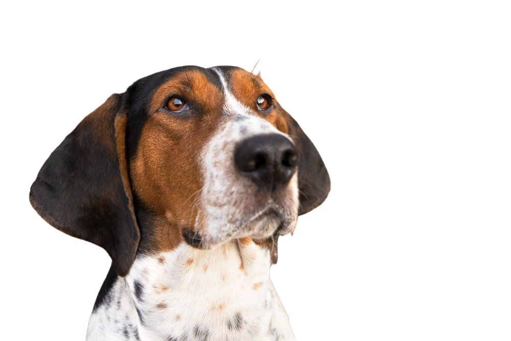 Treeing walker coonhound: Carácter y Actitud - Fotos de Razas de Perros ...
