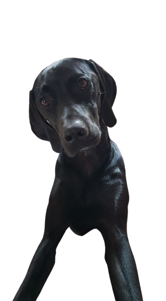 Vizsla Pointer: Carácter y Actitud - Fotos de Razas de Perros - dogbible