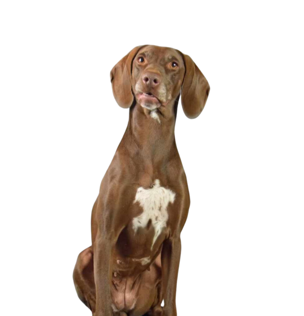 Dálmata Weimaraner Mix: fotos, descripción de la raza y posible ...