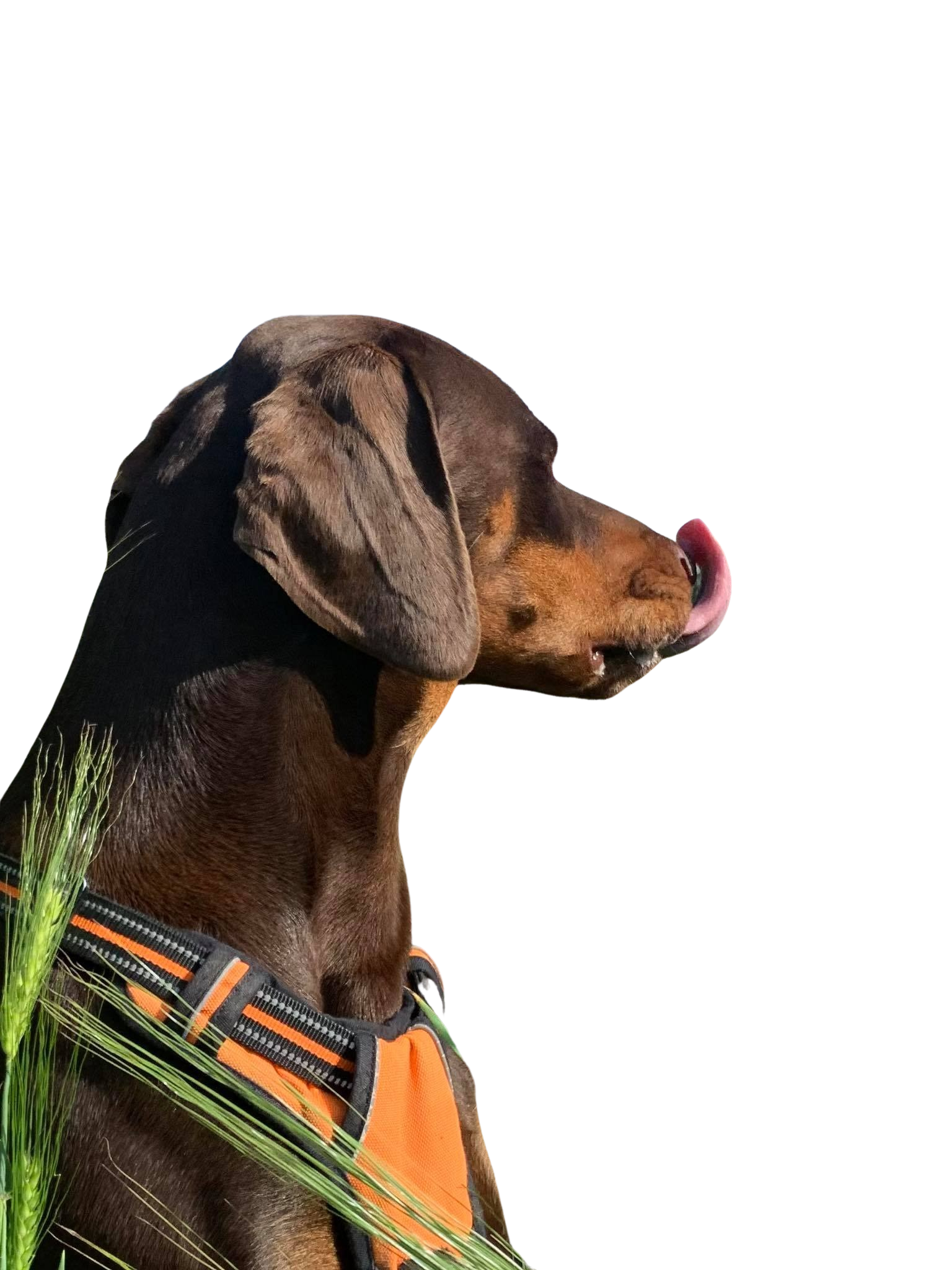 Weimarman: Carácter y Actitud - Fotos de Razas de Perros - dogbible