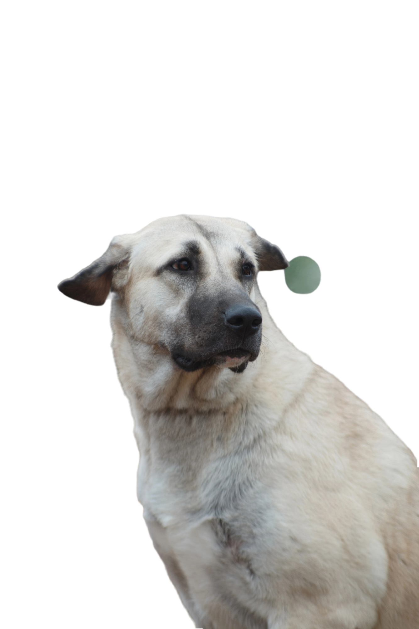 Chien de berger Kangal: Caractère & attitude - Races de chiens images ...