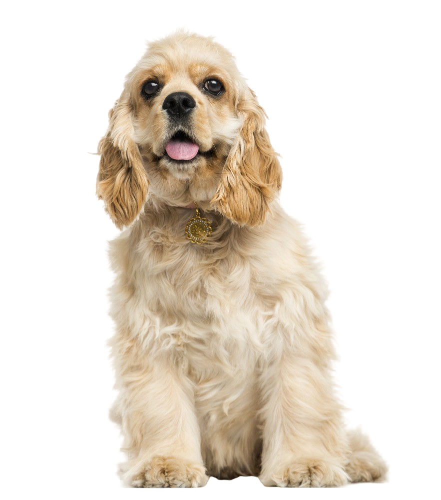 Cocker américain: Caractère & attitude - Races de chiens images - dogbible