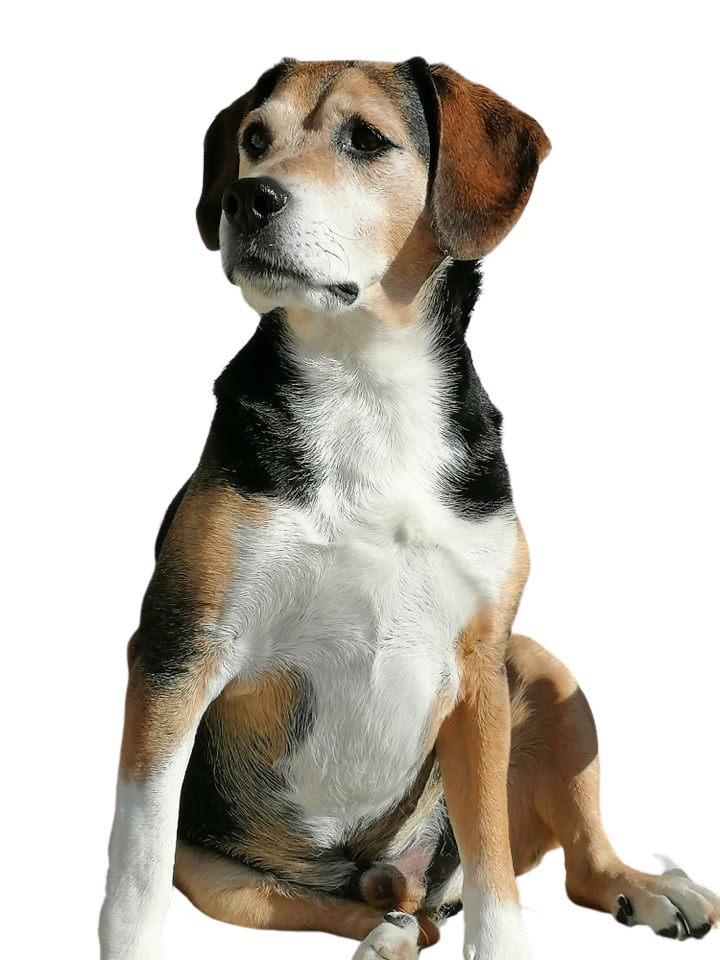 Aussie Beagle: Caractère & attitude - Races de chiens images - dogbible