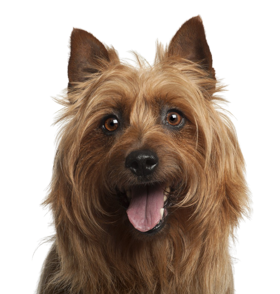 Terrier australien: Caractère & attitude - Races de chiens images ...