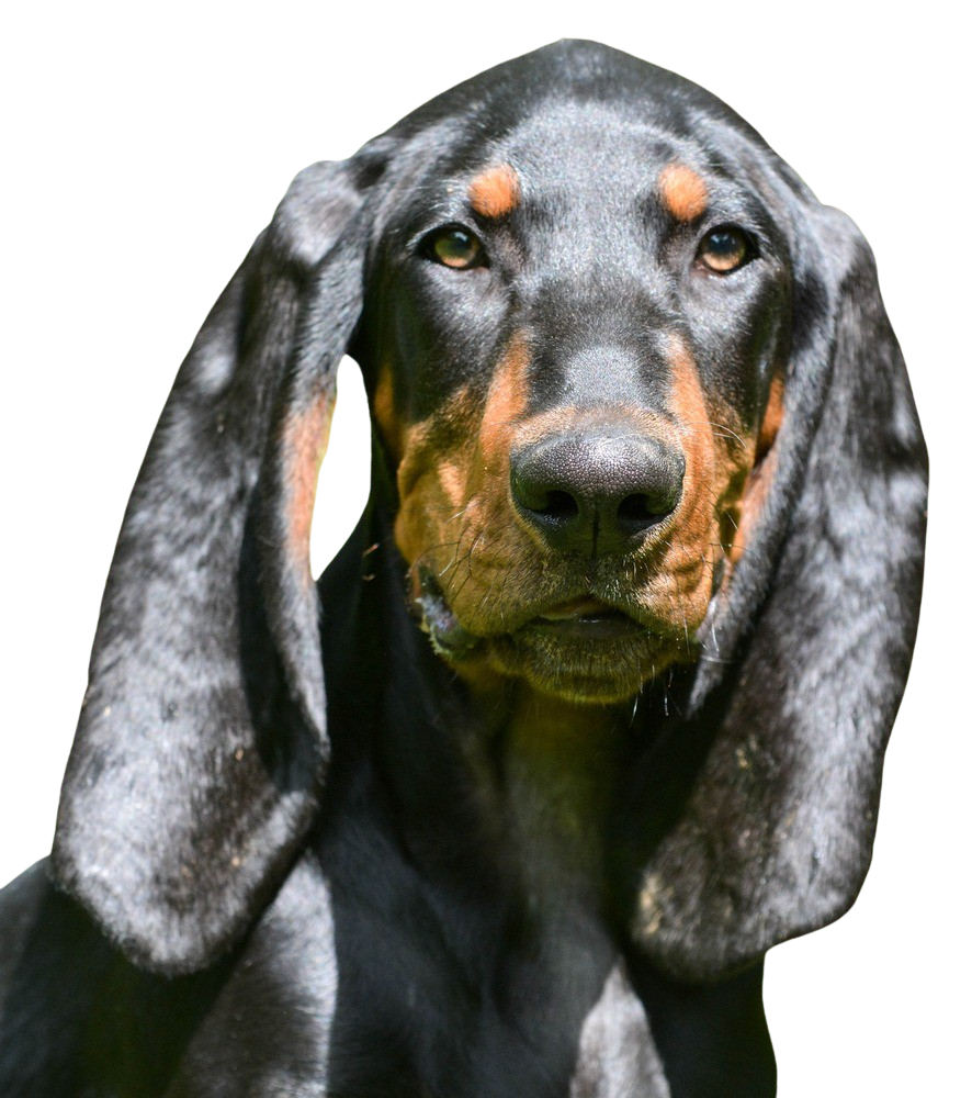 Black and Tan Coonhound: Caractère & attitude - Races de chiens images ...
