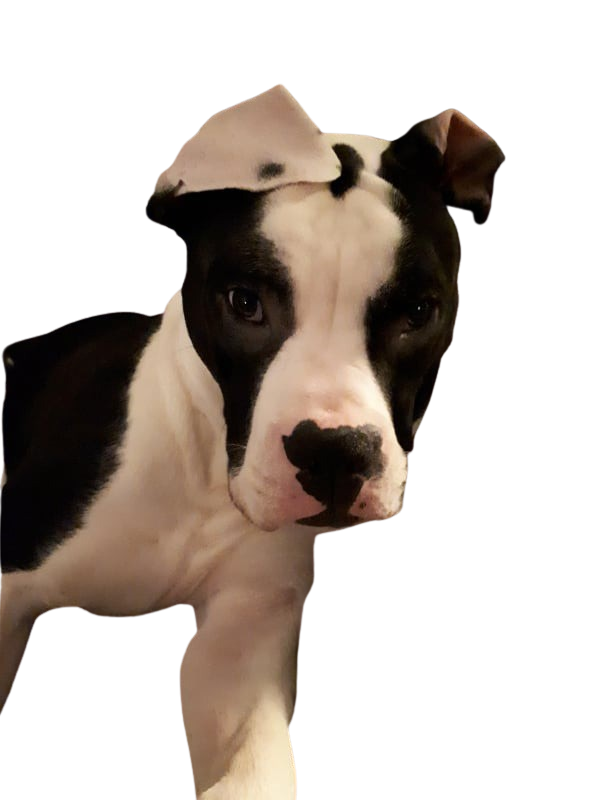 Boxer Bully: Caractère & attitude - Races de chiens images - dogbible