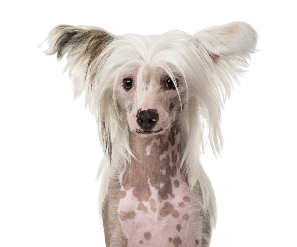 Chien chinois à crête: Caractère & attitude - Races de chiens images ...