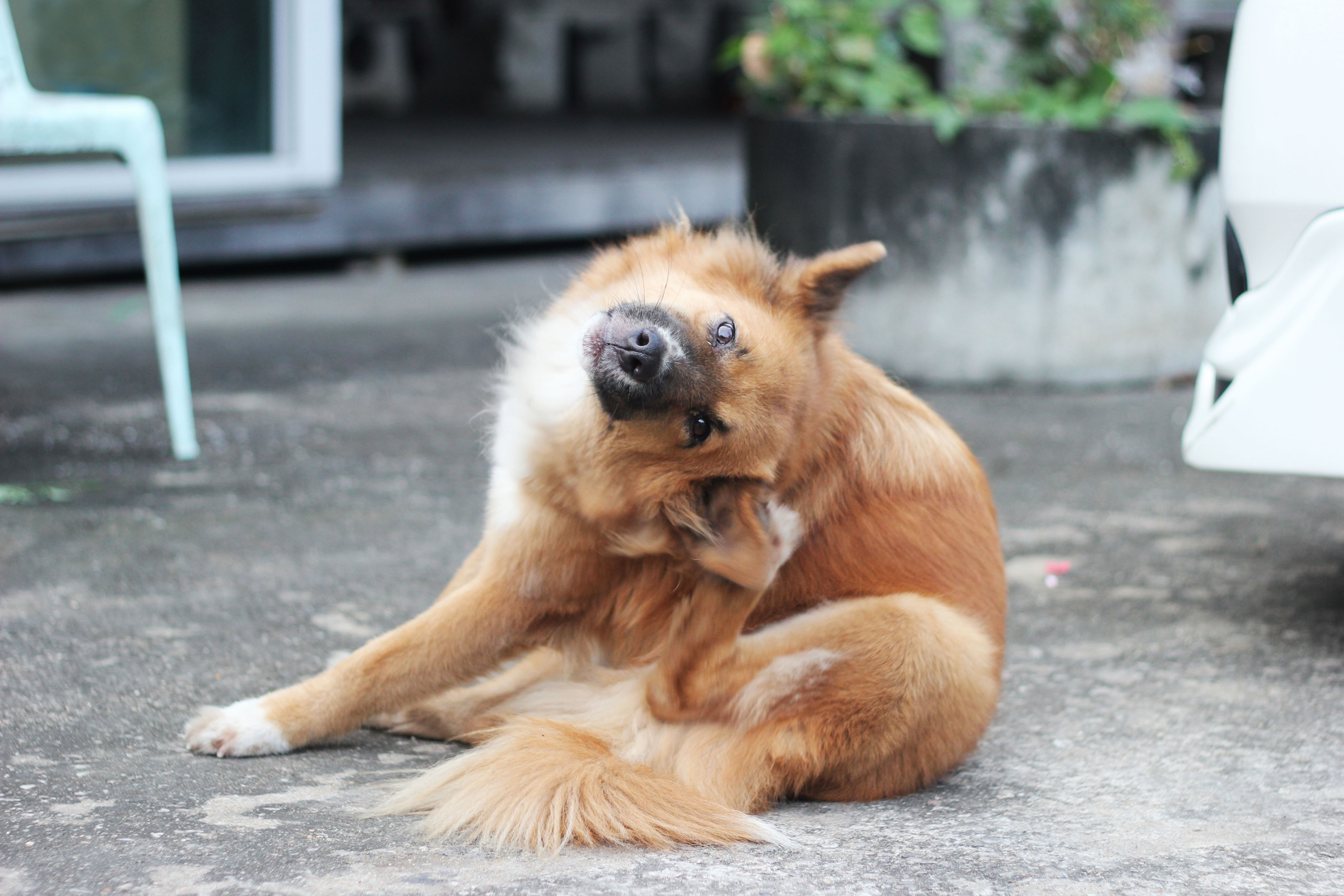 Infection chronique de l'oreille chez le chien - ce que vous pouvez ...
