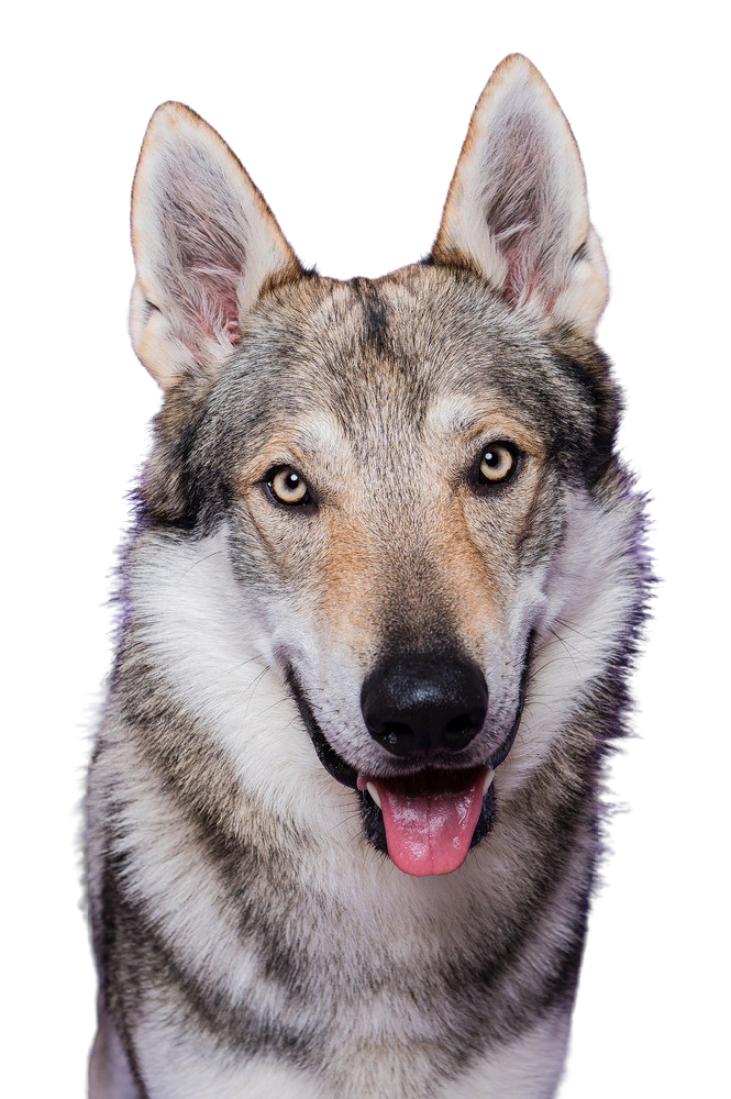 Chien-loup tchécoslovaque: Caractère & attitude - Races de chiens ...