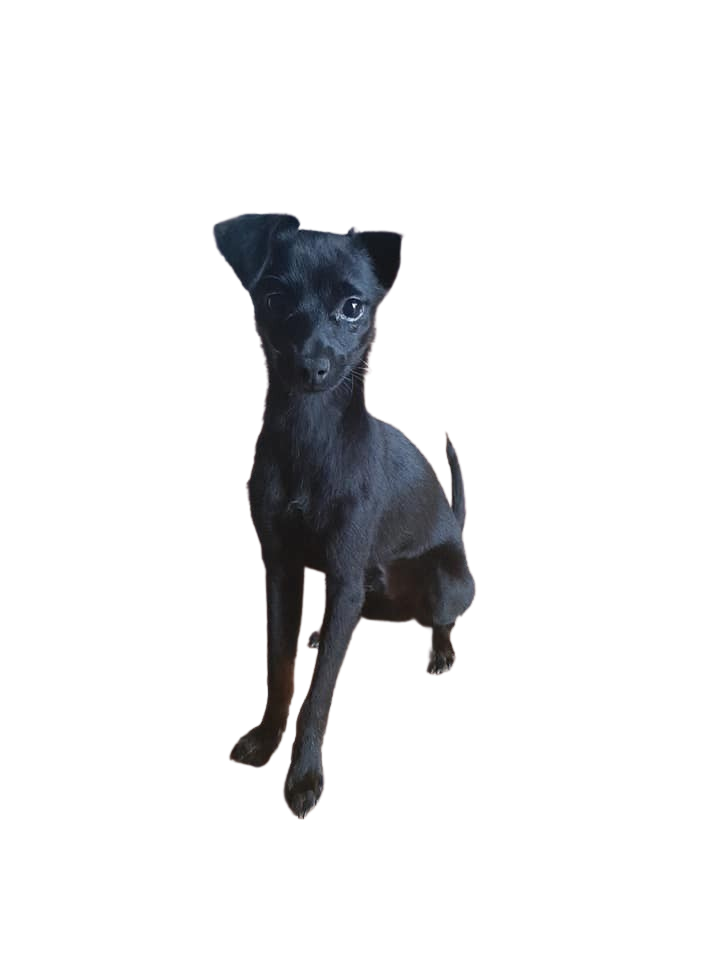 Chipin: Caractère & attitude - Races de chiens images - dogbible