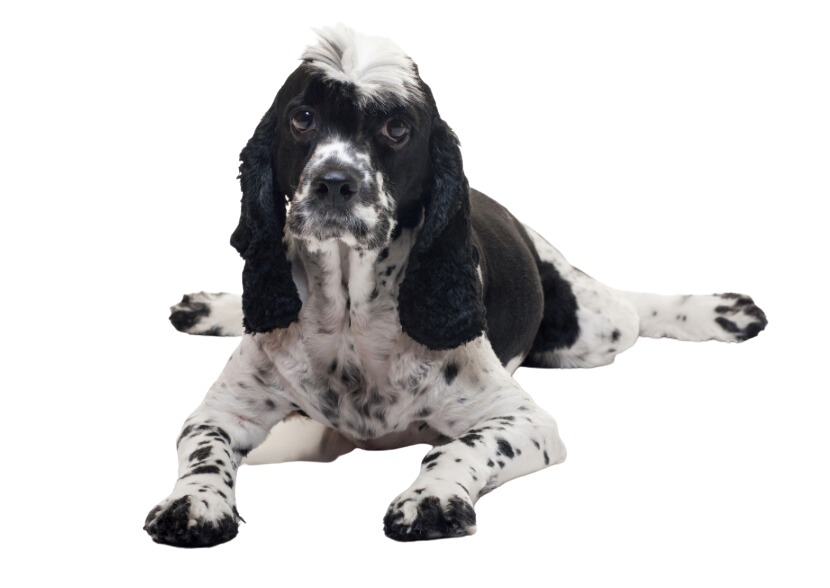 Cockalier: Caractère & attitude - Races de chiens images - dogbible