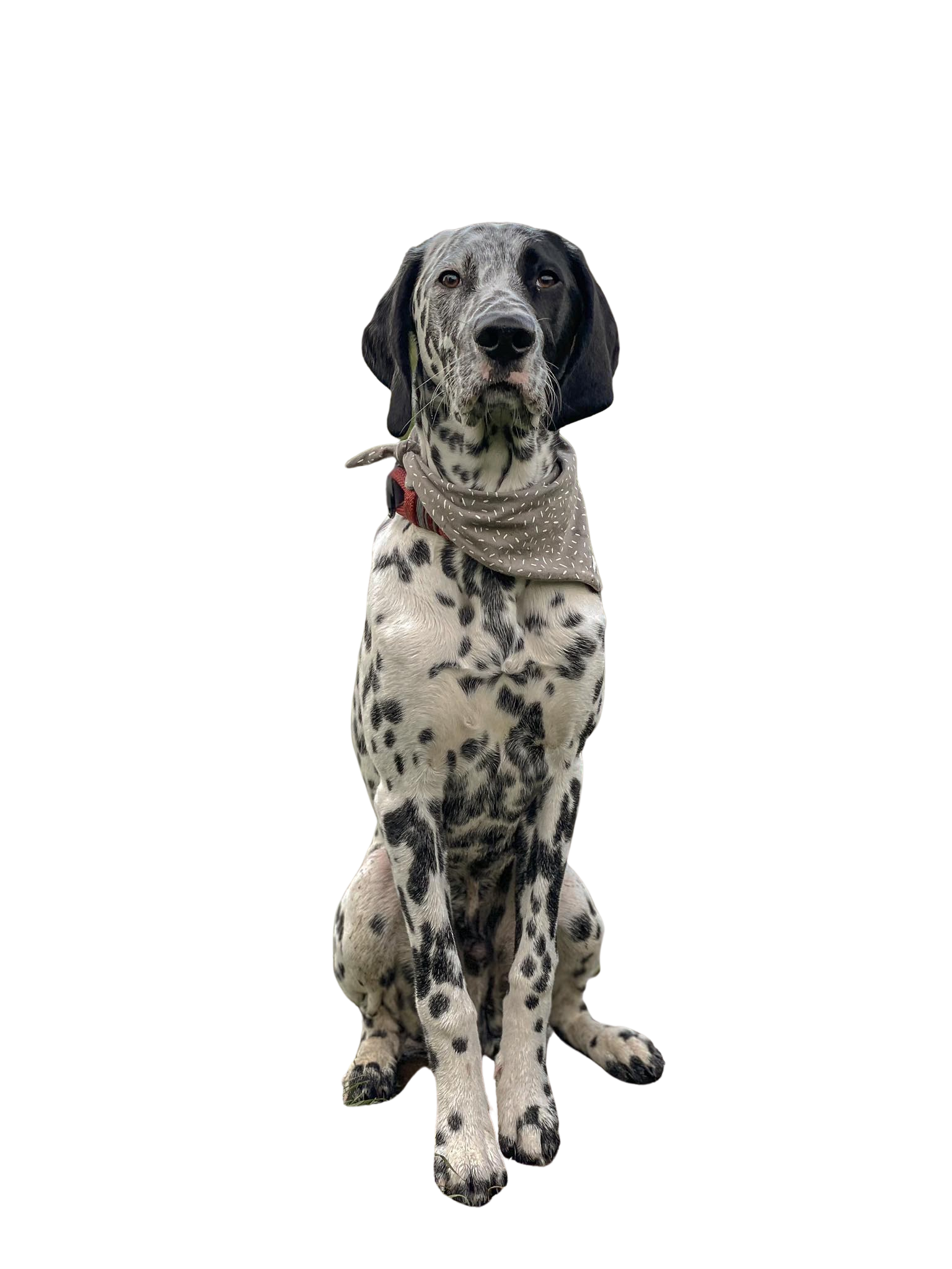 Dalmador: Caractère & attitude - Races de chiens images - dogbible