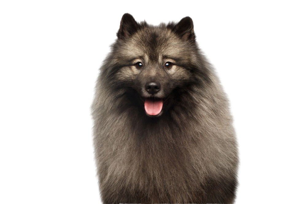 Spitz loup: Caractère & attitude - Races de chiens images - dogbible