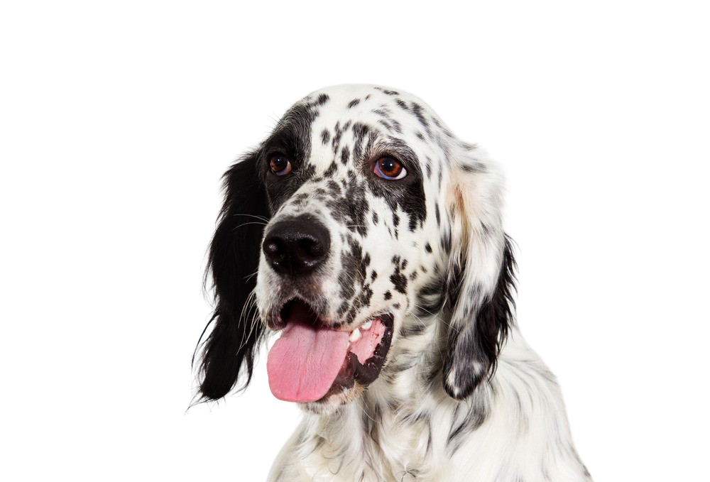 Setter anglais: Caractère & attitude - Races de chiens images - dogbible