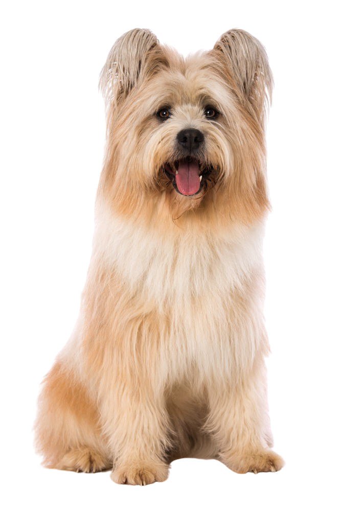 Elo: Caractère & attitude - Races de chiens images - dogbible