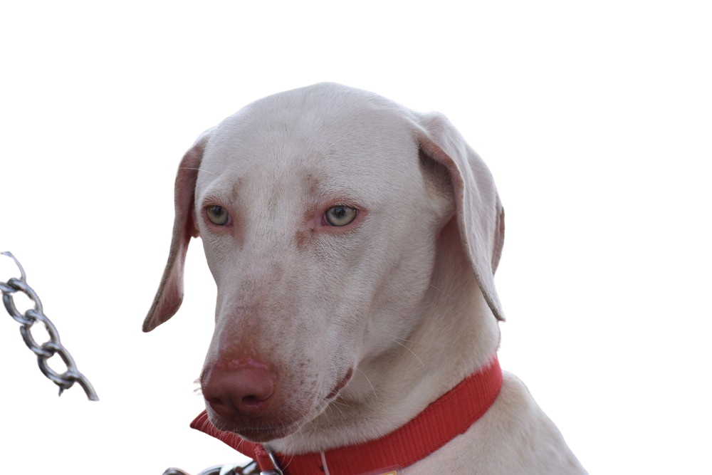 Chippipara: Caractère & attitude - Races de chiens images - dogbible