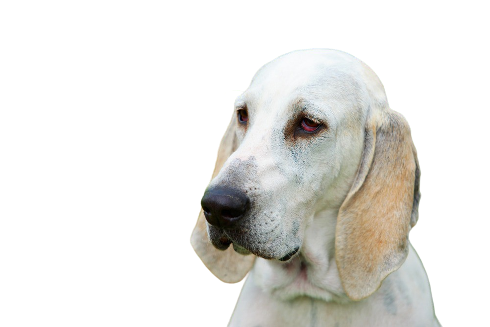 Billy: Caractère & attitude - Races de chiens images - dogbible