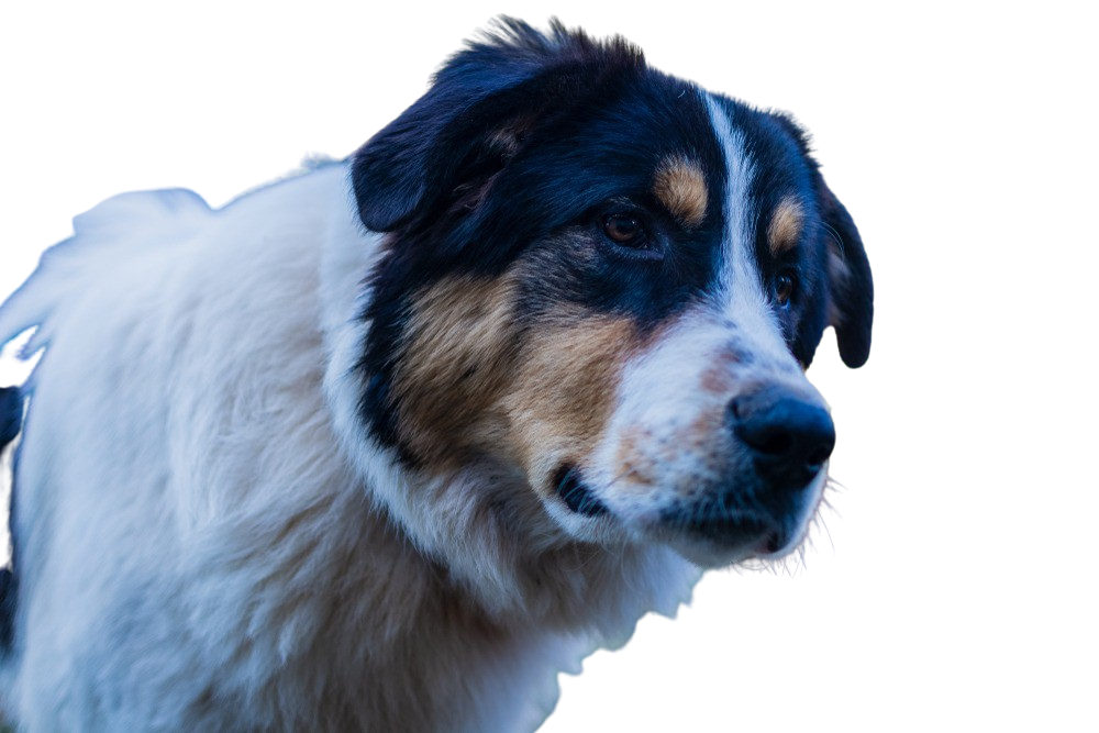 Chien de berger grec: Caractère & attitude - Races de chiens images ...