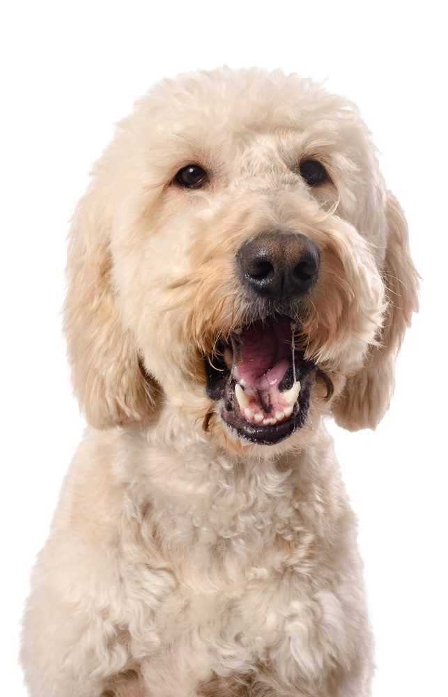 Goldendoodle: Caractère & attitude - Races de chiens images - dogbible