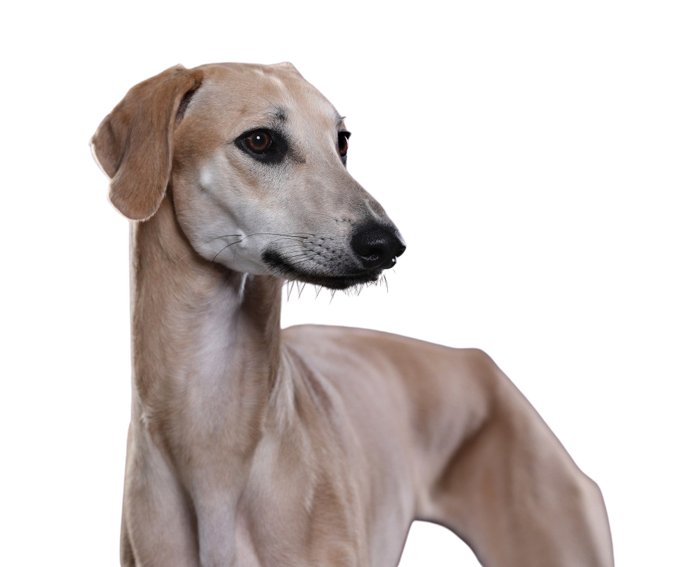 Sloughi: Caractère & attitude - Races de chiens images - dogbible