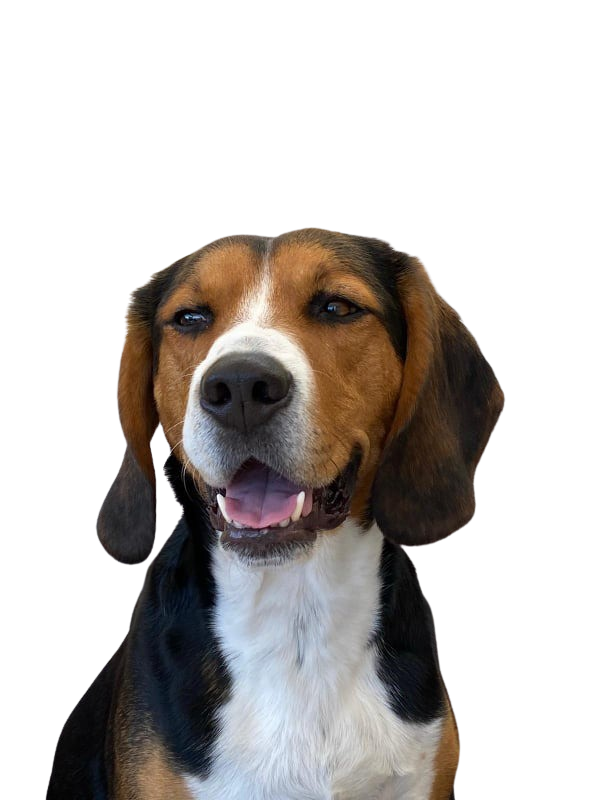 Beagle de l'Entlebuch: Caractère & attitude - Races de chiens images ...