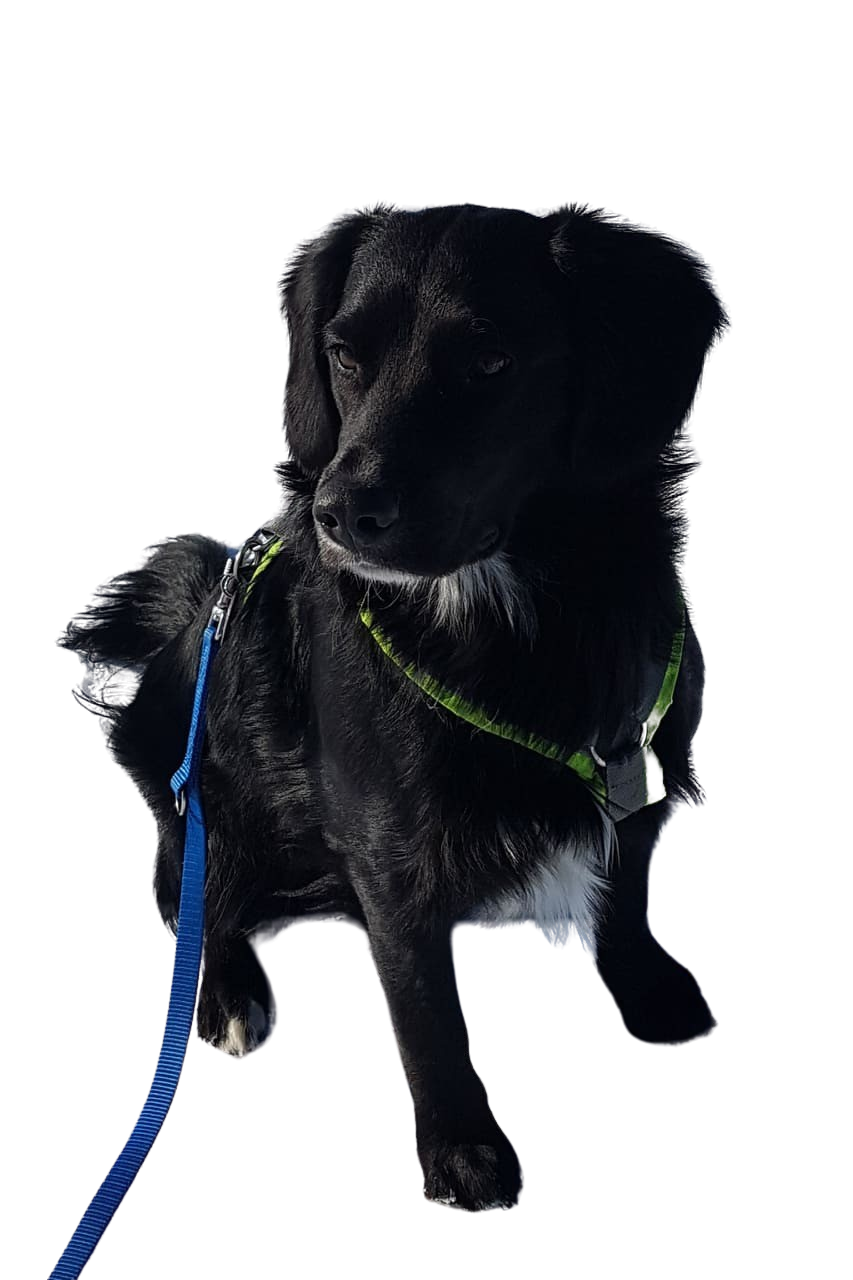 Beagle plat: Caractère & attitude - Races de chiens images - dogbible