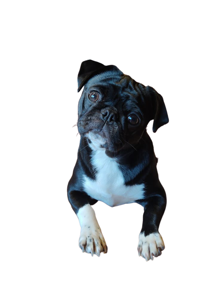 Frenchie Pug: Caractère & attitude - Races de chiens images - dogbible