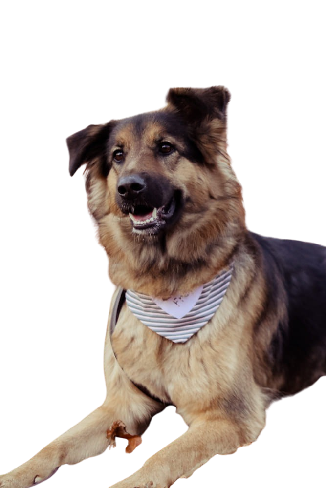 Berger allemand australien: Caractère & attitude - Races de chiens ...