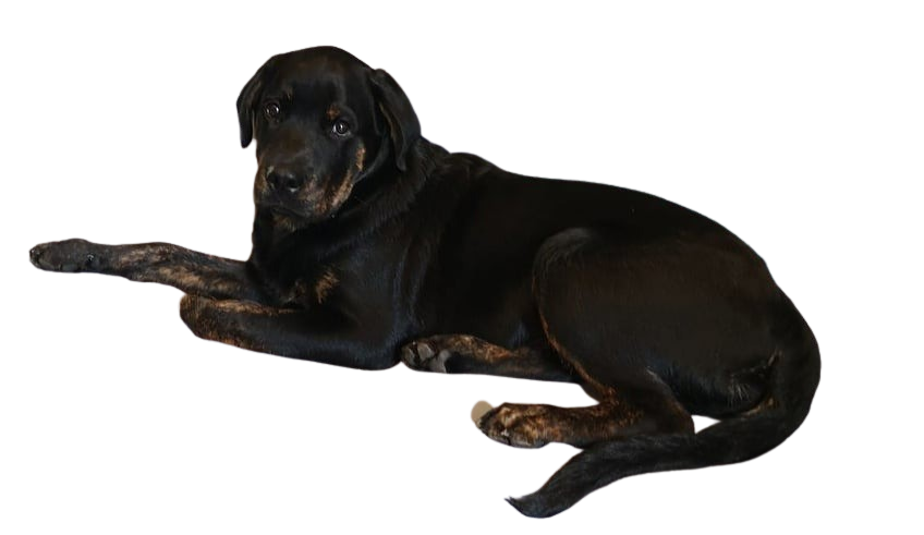 Golden Rottie Retriever: Caractère & attitude - Races de chiens images ...