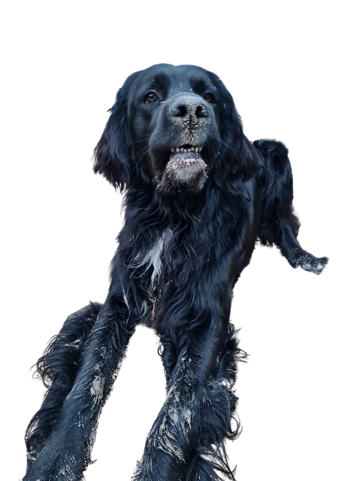 Gordonseer: Caractère & attitude - Races de chiens images - dogbible