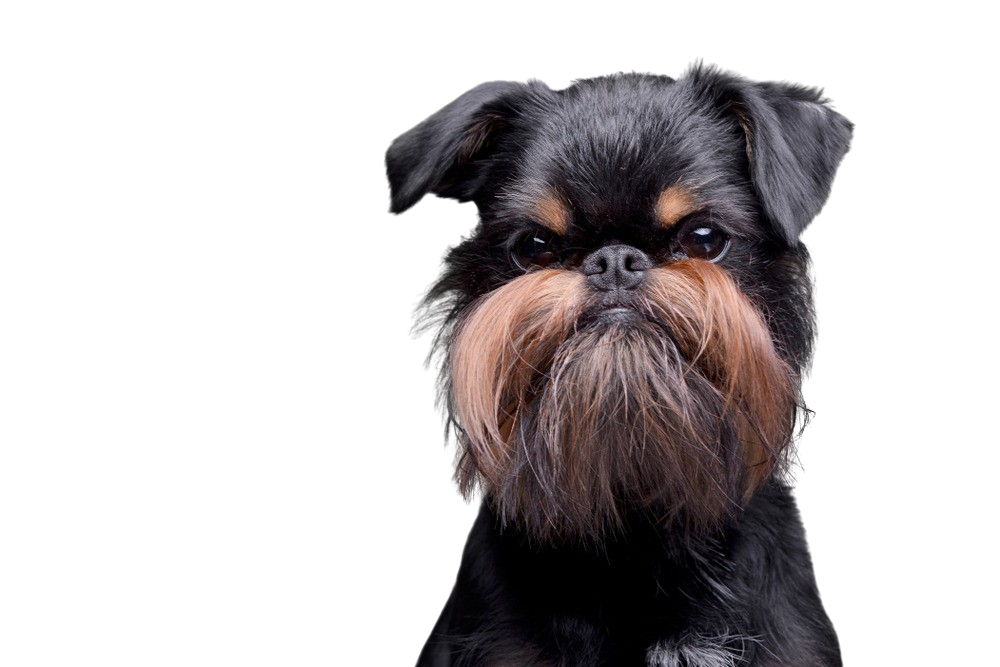 Griffon Bruxellois: Caractère & attitude - Races de chiens images ...