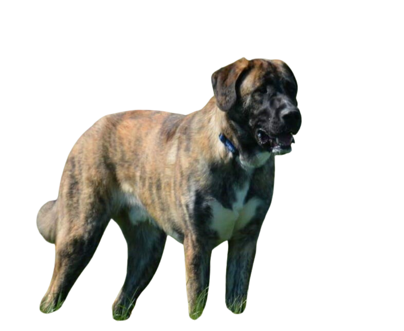 Irish Wolf-Bernard: Caractère & attitude - Races de chiens images ...