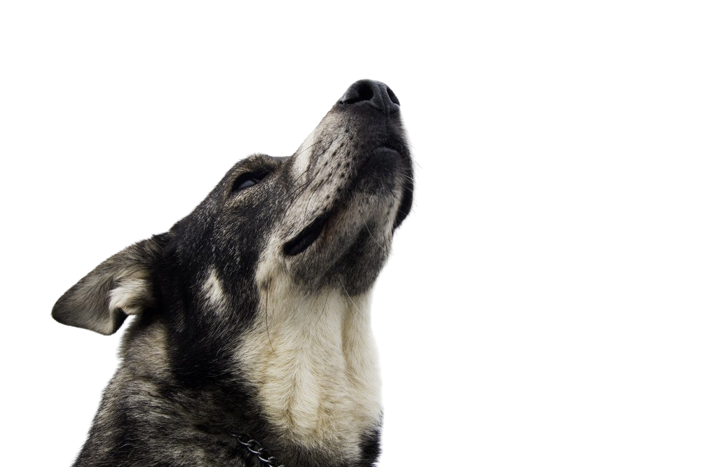 Chien d´elan suedois: Caractère & attitude - Races de chiens images ...