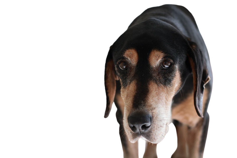 Brachet noir & Feu: Caractère & attitude - Races de chiens images ...