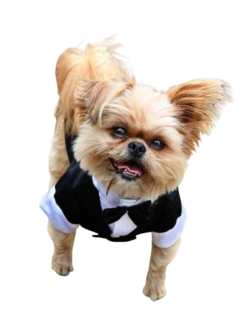 Malchi: Caractère & attitude - Races de chiens images - dogbible