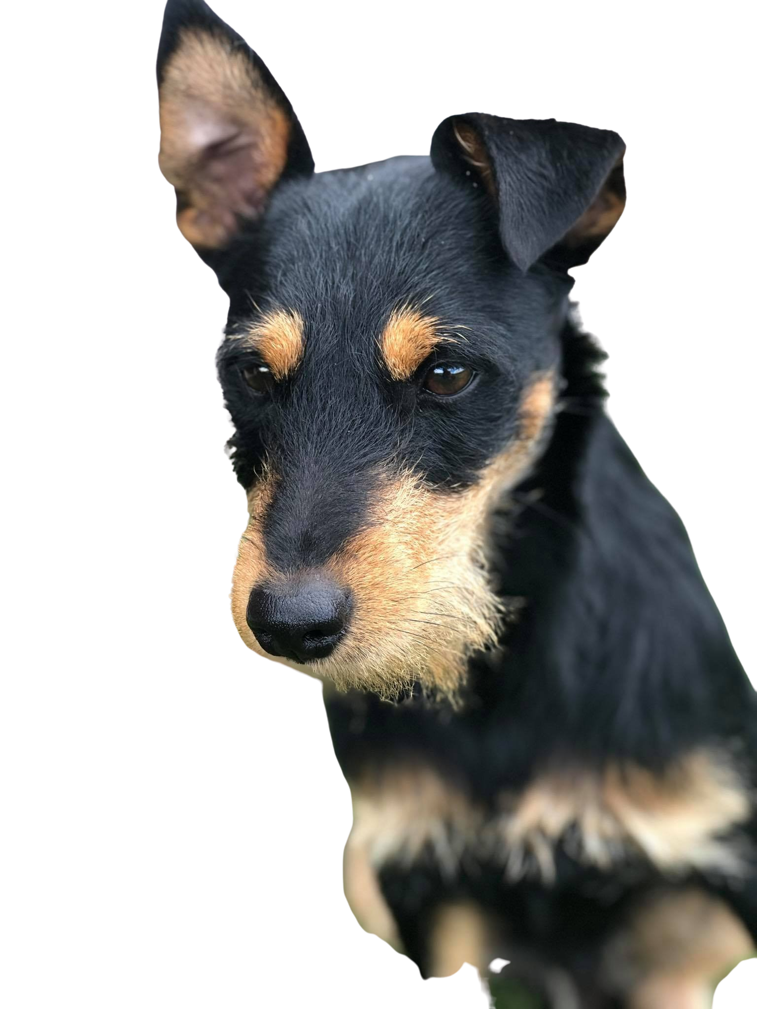 Minnie Jack: Caractère & attitude - Races de chiens images - dogbible