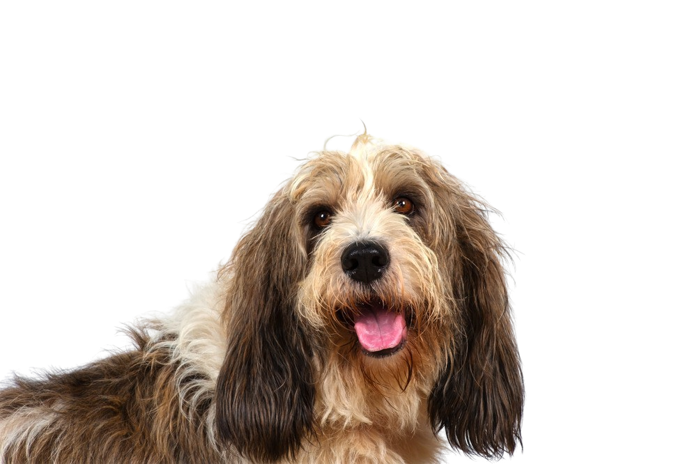 Petit Basset Griffon Vendeen: Caractère & attitude - Races de chiens ...