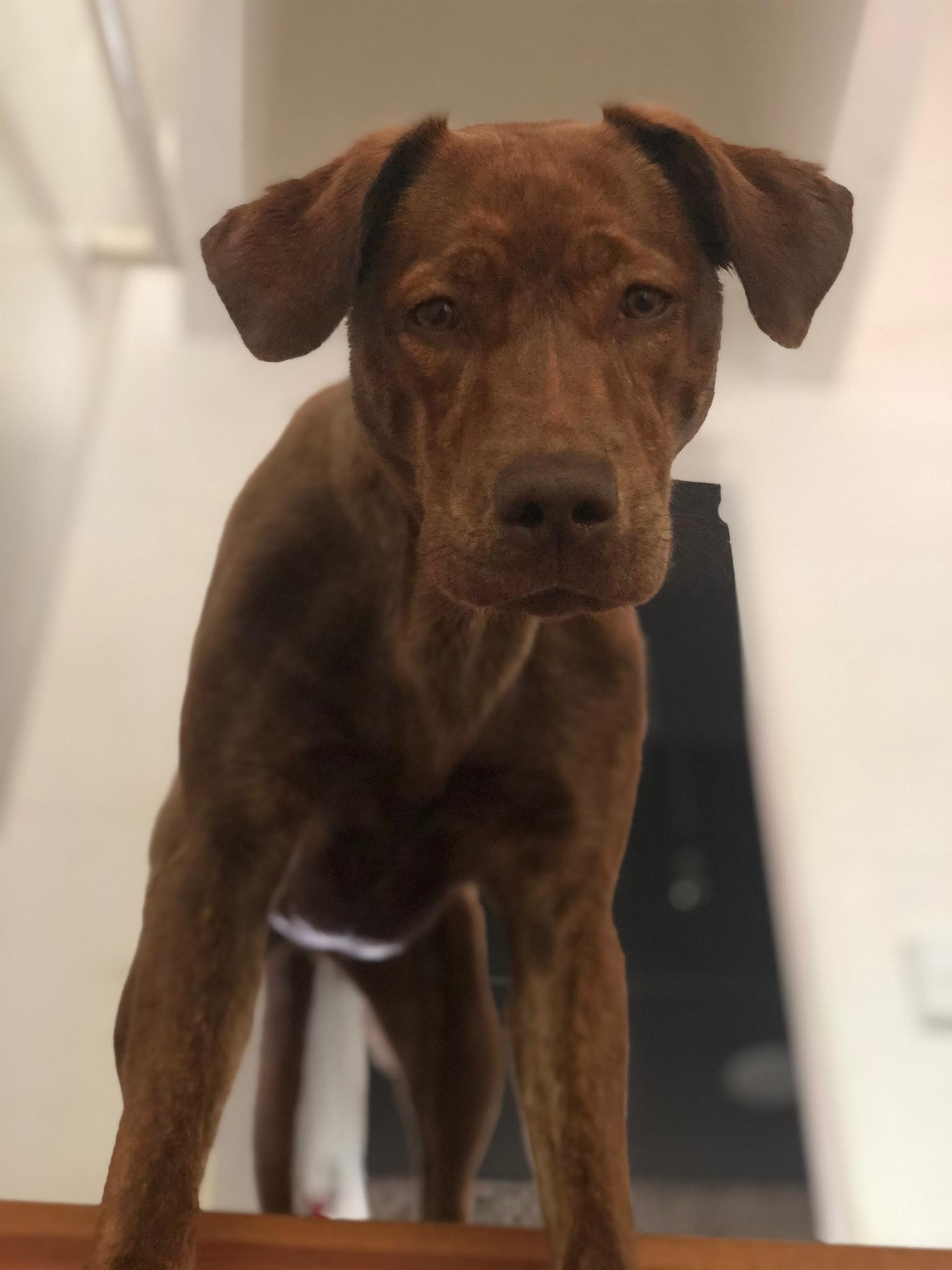 Labrador rhodésien: Caractère & attitude - Races de chiens images ...