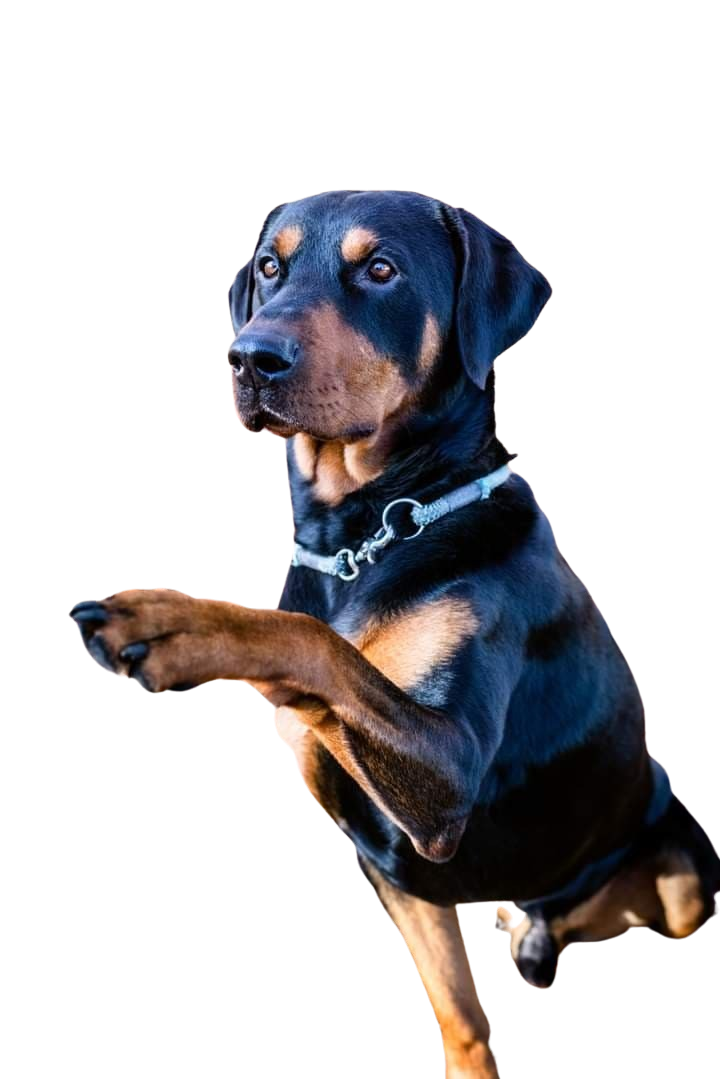 Rotterman: Caractère & attitude - Races de chiens images - dogbible