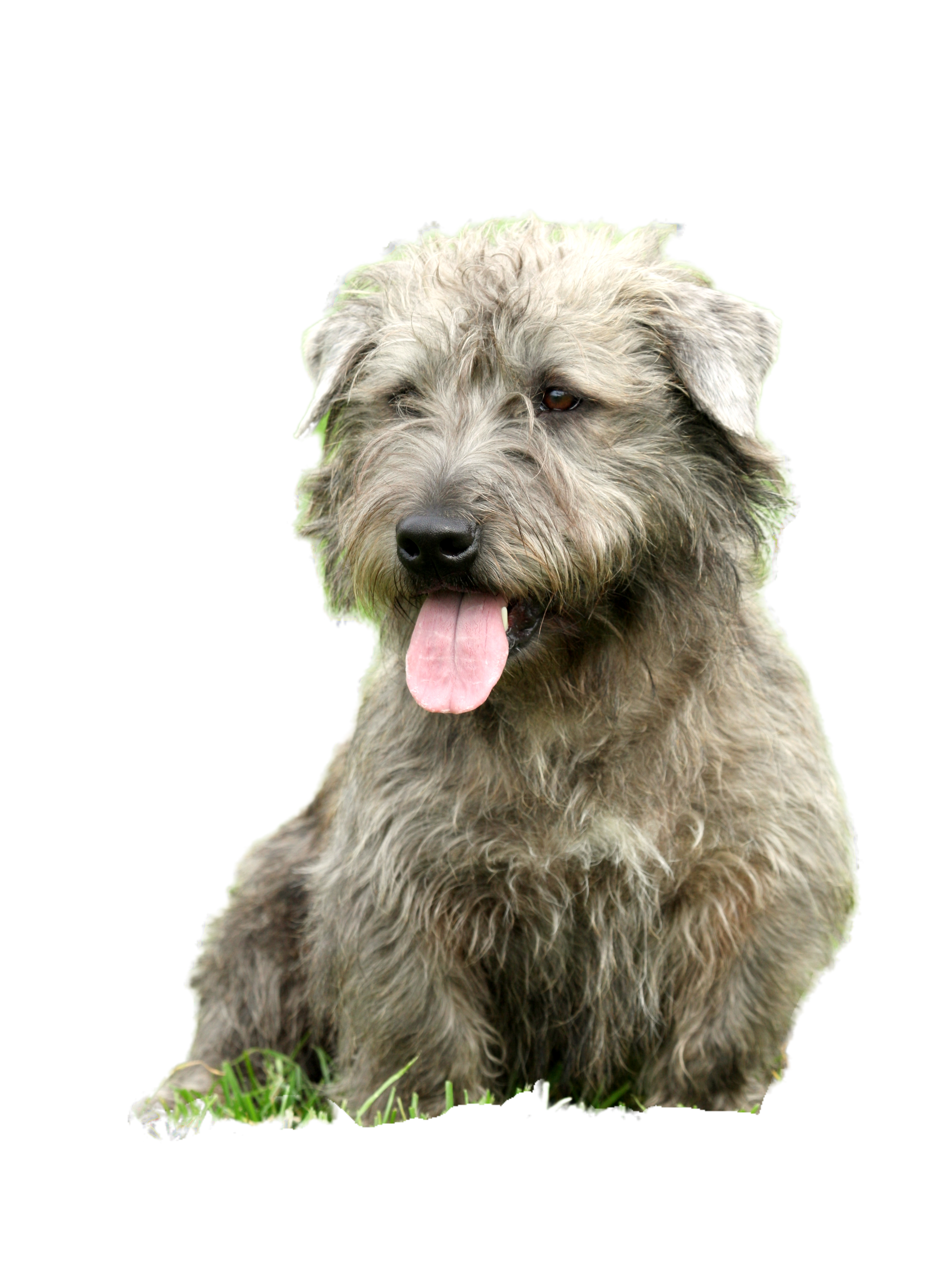 Ír Glen of Imaal Terrier: Karakter és viselkedés - Kutyafajták képei ...
