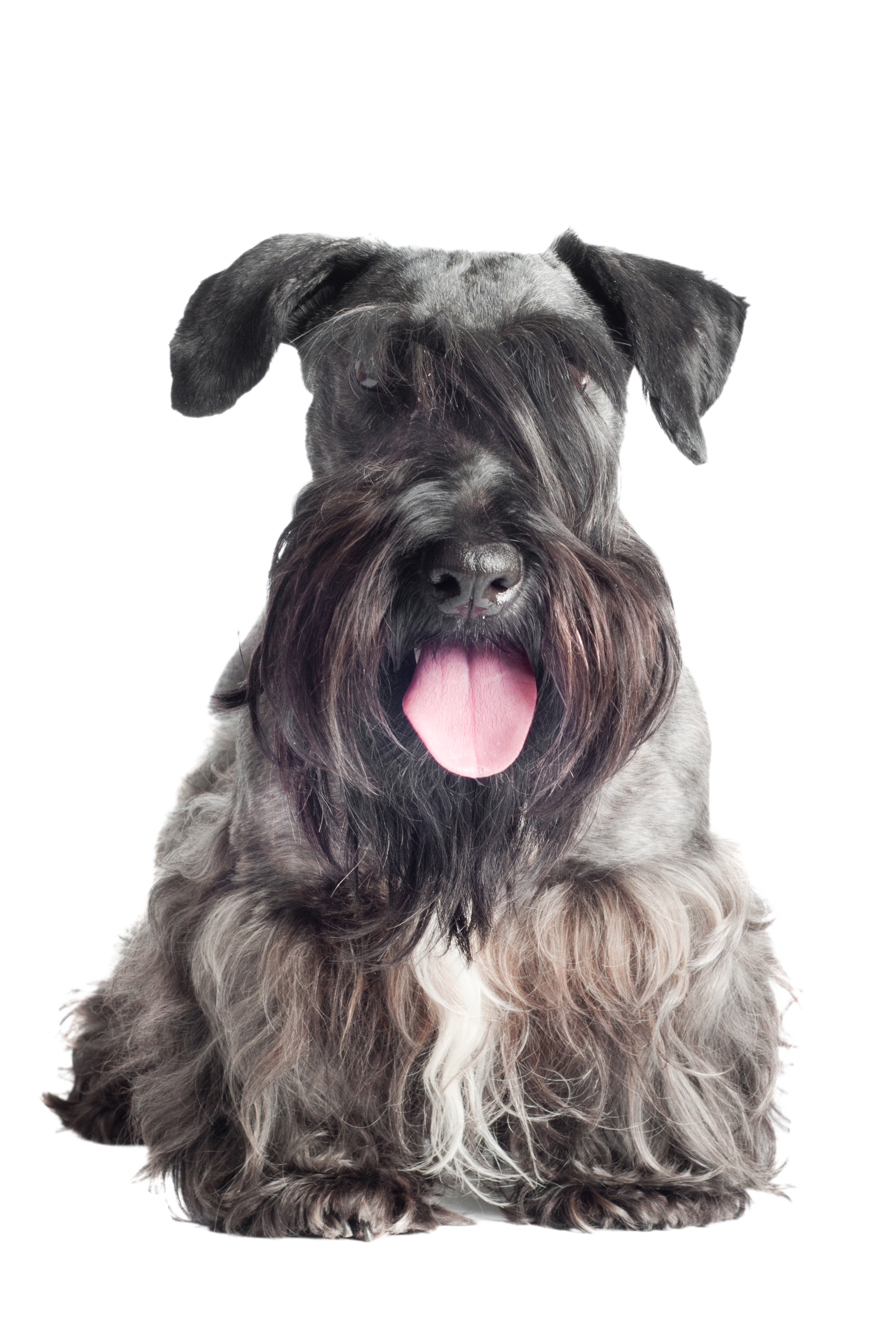 Cseh terrier: Karakter és viselkedés - Kutyafajták képei - dogbible