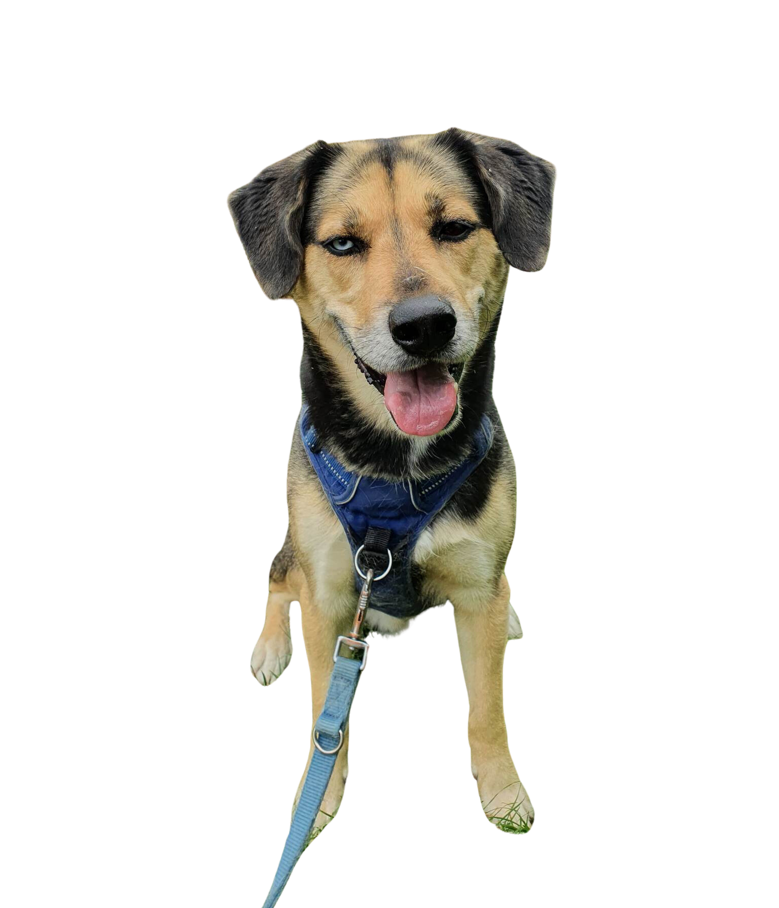 Beaski: Karakter és viselkedés - Kutyafajták képei - dogbible
