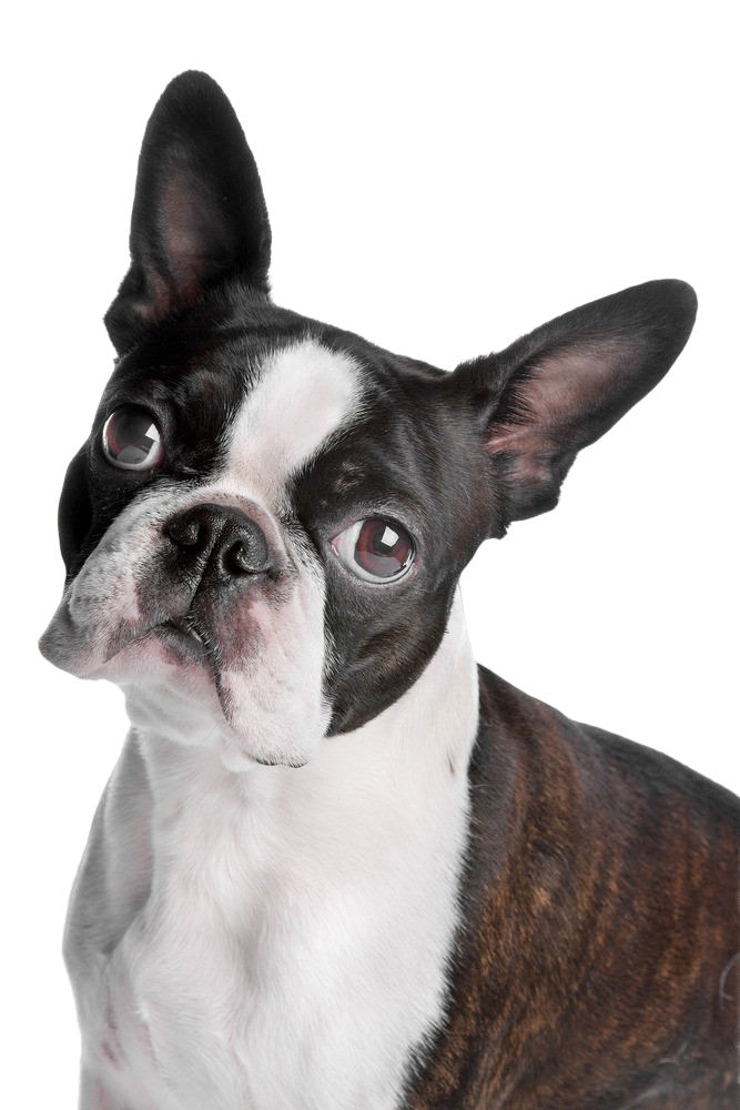 Boston terrier: Karakter és viselkedés - Kutyafajták képei - dogbible